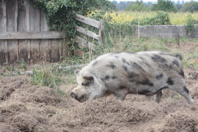 How Smart are Pigs? Sharp Minds Need Stimulation - Countryside